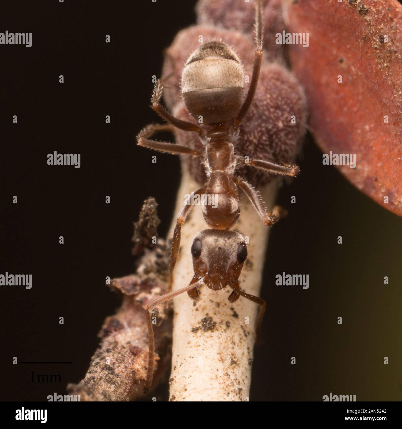 Francoeur's Field Ant (Formica francoeuri) Insecta Stock Photo - Alamy