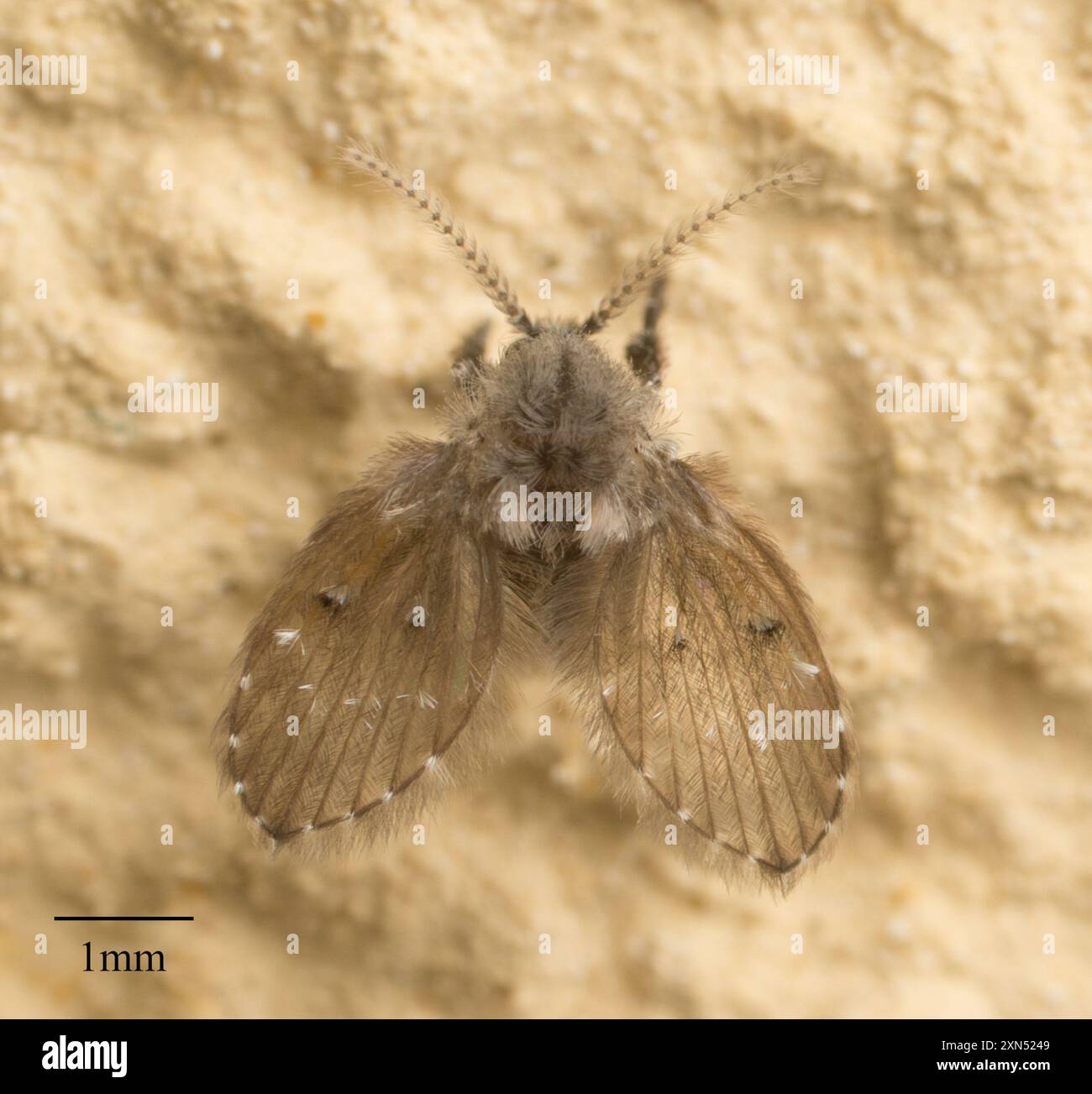 Bathroom Moth Fly (Clogmia albipunctata) Insecta Stock Photo - Alamy