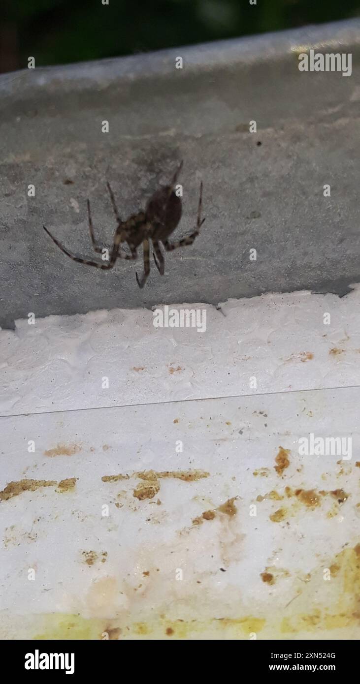 Linyphiidae sheetweb weavers hi-res stock photography and images - Alamy