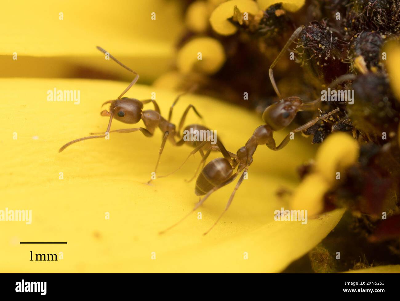 Argentine Ant (Linepithema humile) Insecta Stock Photo - Alamy