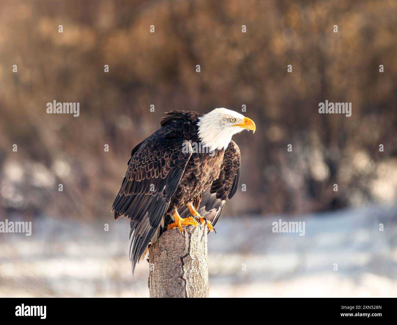 A bald eagle perches on a dead tree in Southern Ontario, Canada Stock ...