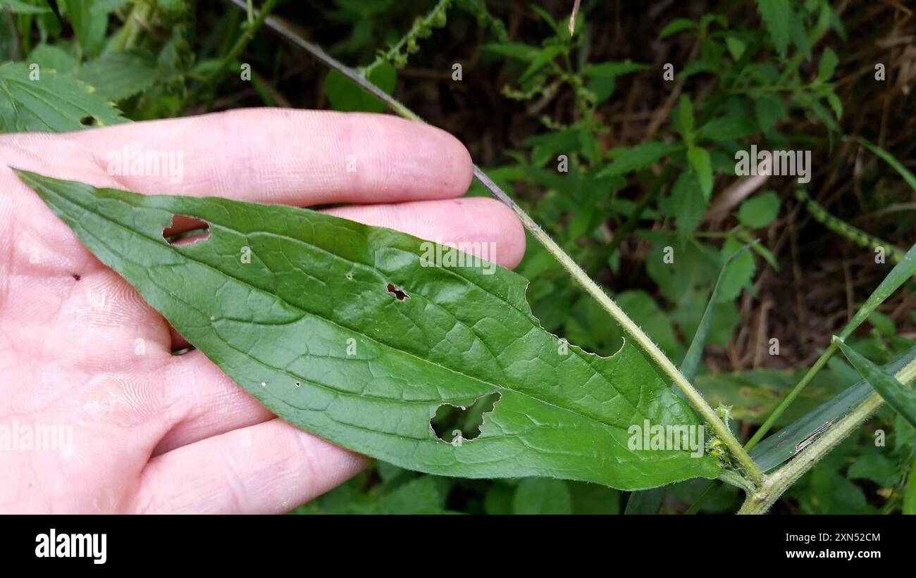 virginia stickseed (Hackelia virginiana) Plantae Stock Photo - Alamy