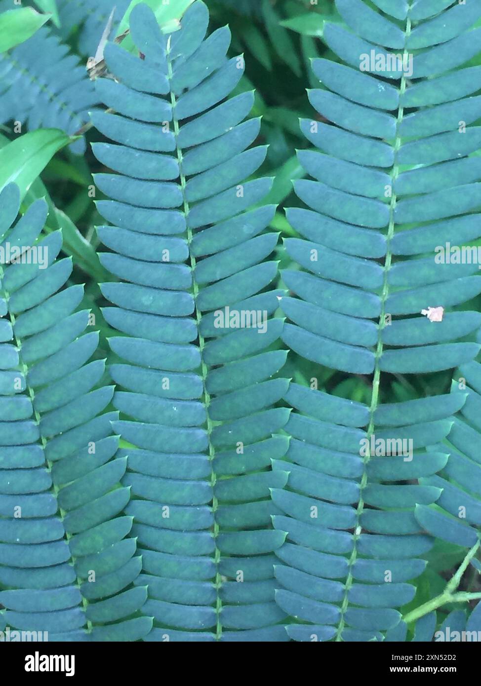 Acacias, Mimosas, mesquites, and allies (Mimosoideae) Plantae Stock ...