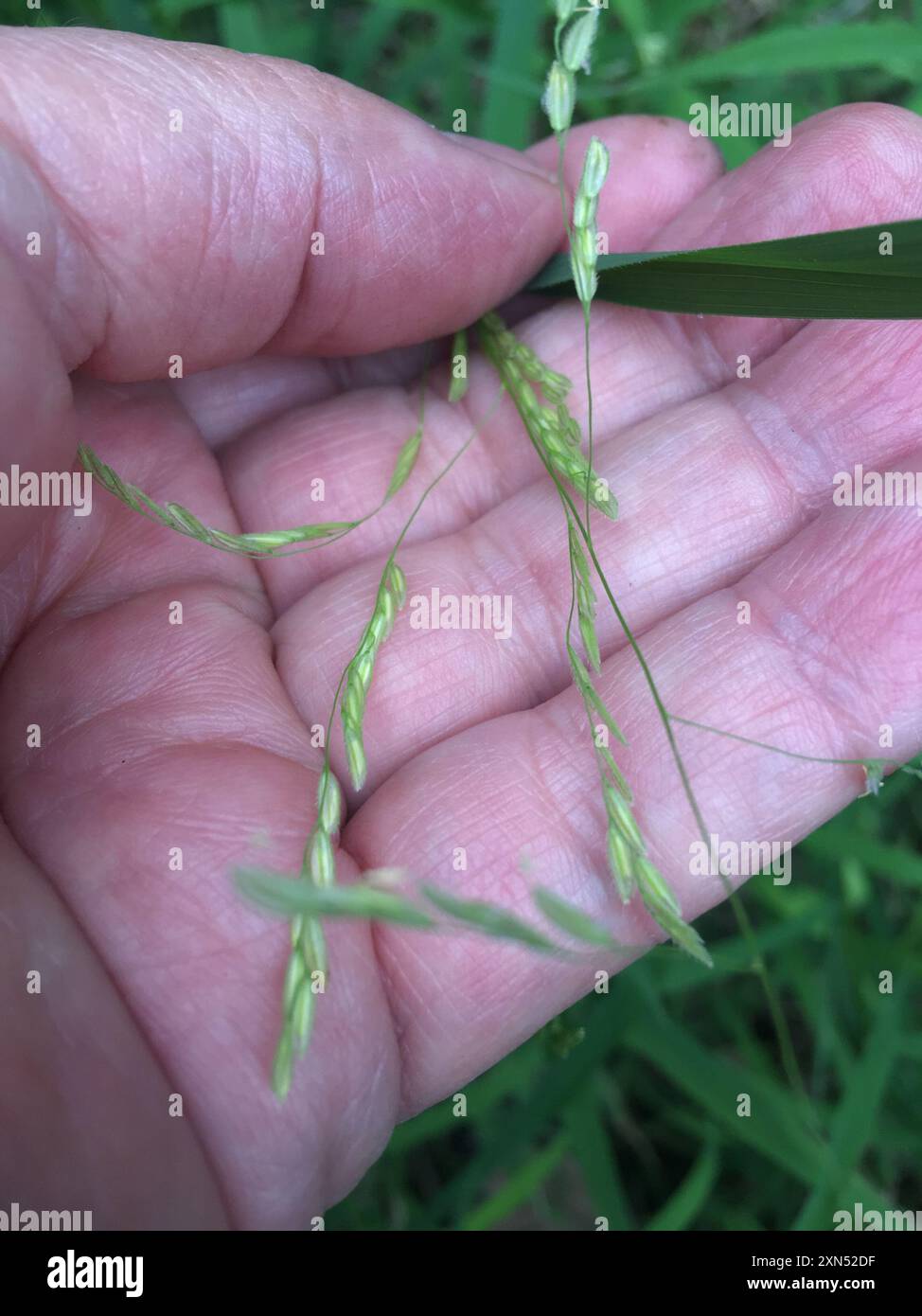 rice cutgrass (Leersia oryzoides) Plantae Stock Photo - Alamy