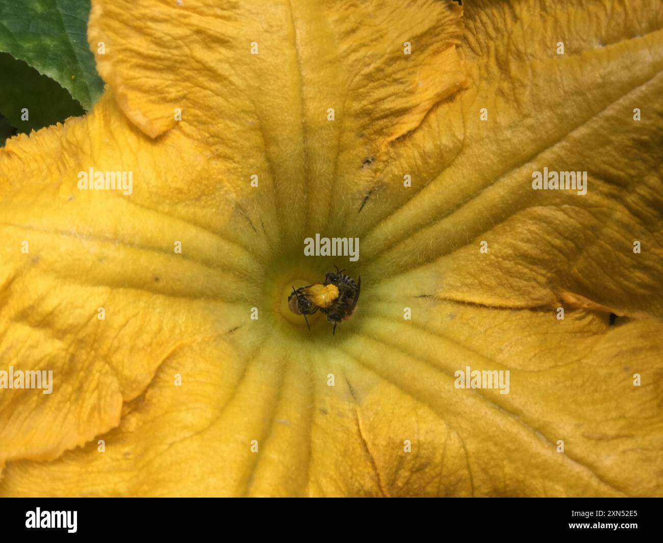 Pruinose Squash Bee (Peponapis pruinosa) Insecta Stock Photo - Alamy