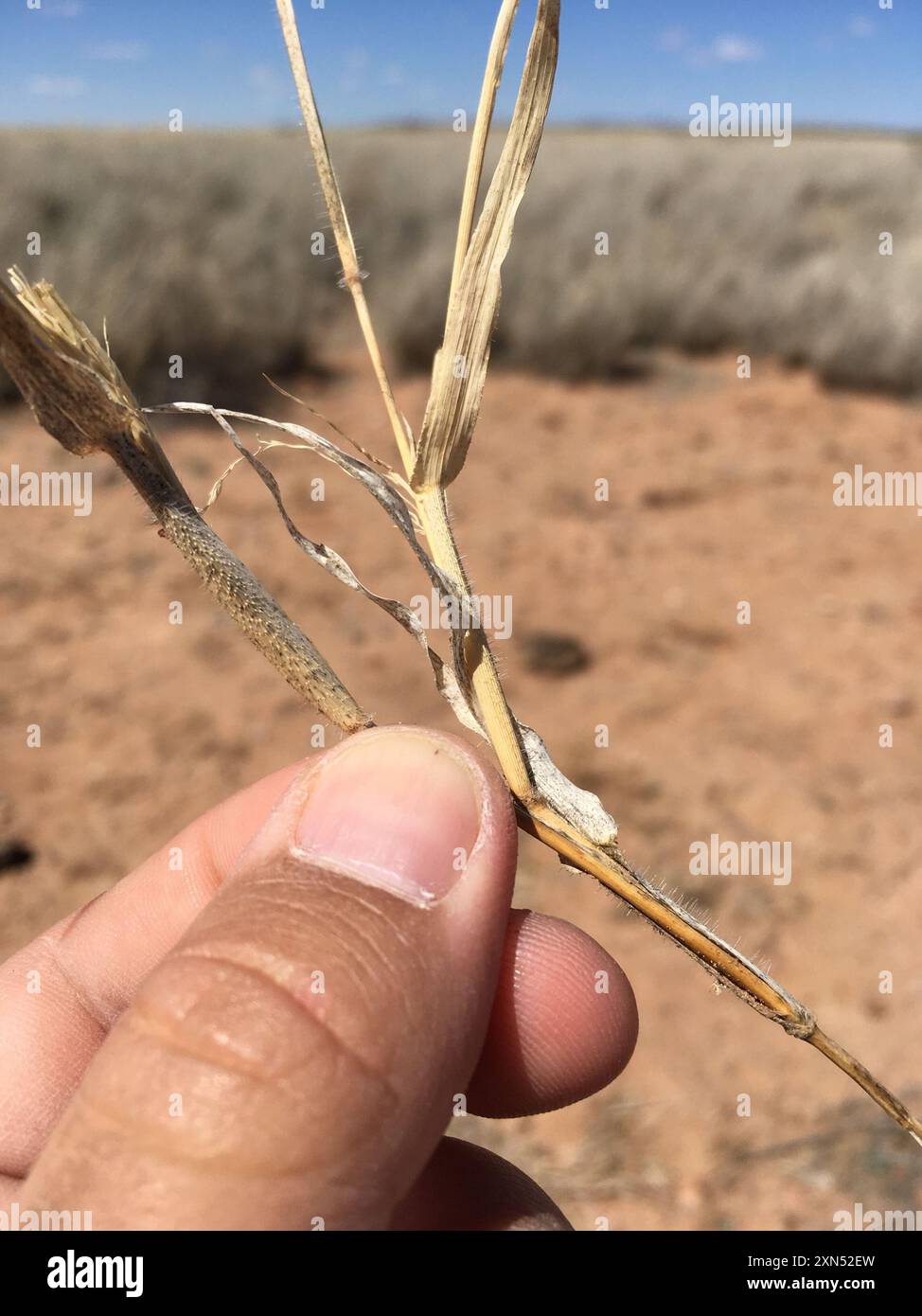 Mexican panicgrass (Panicum hirticaule) Plantae Stock Photo - Alamy