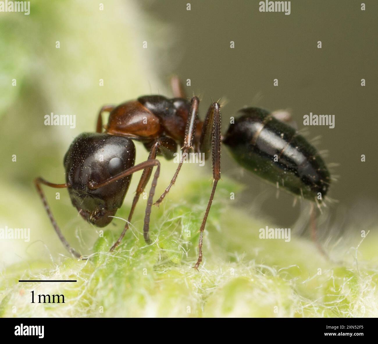 Hyatt's Carpenter Ant (Camponotus hyatti) Insecta Stock Photo - Alamy