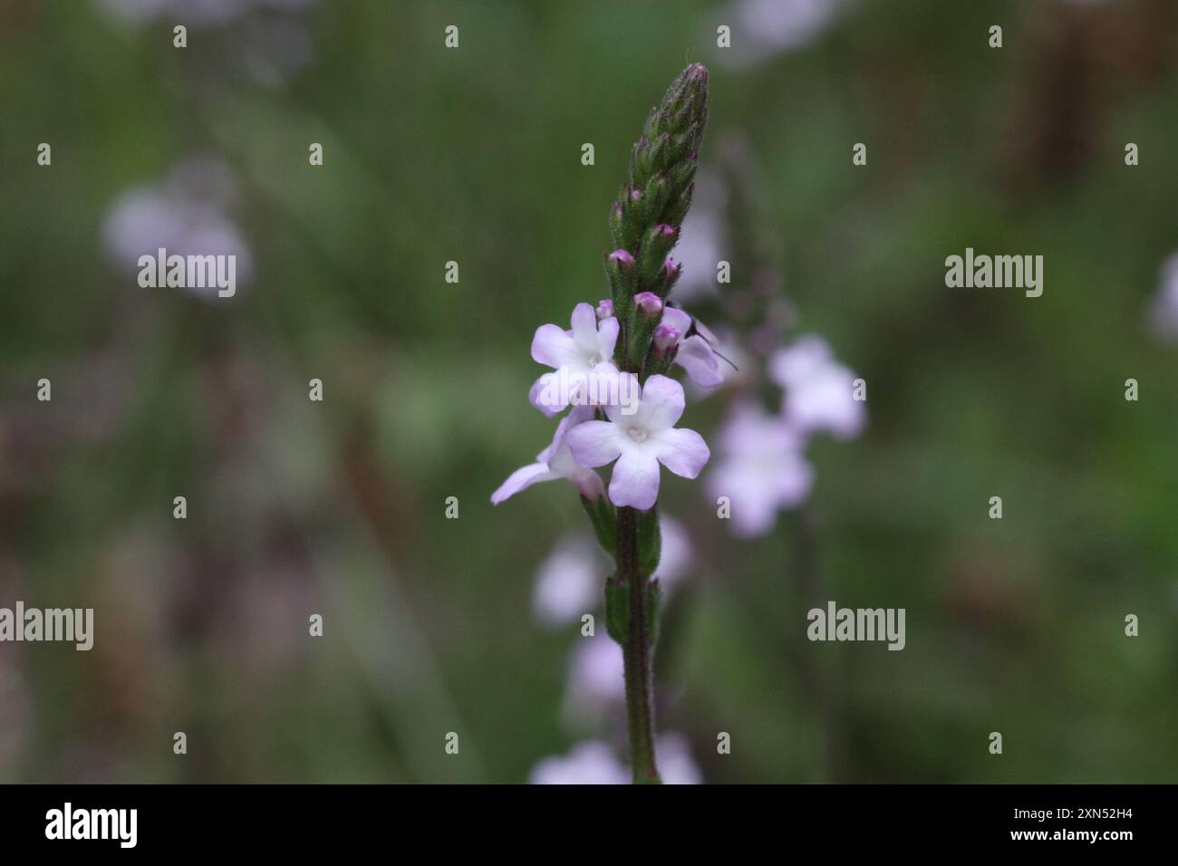 Common vervain (Verbena officinalis) Plantae Stock Photo - Alamy