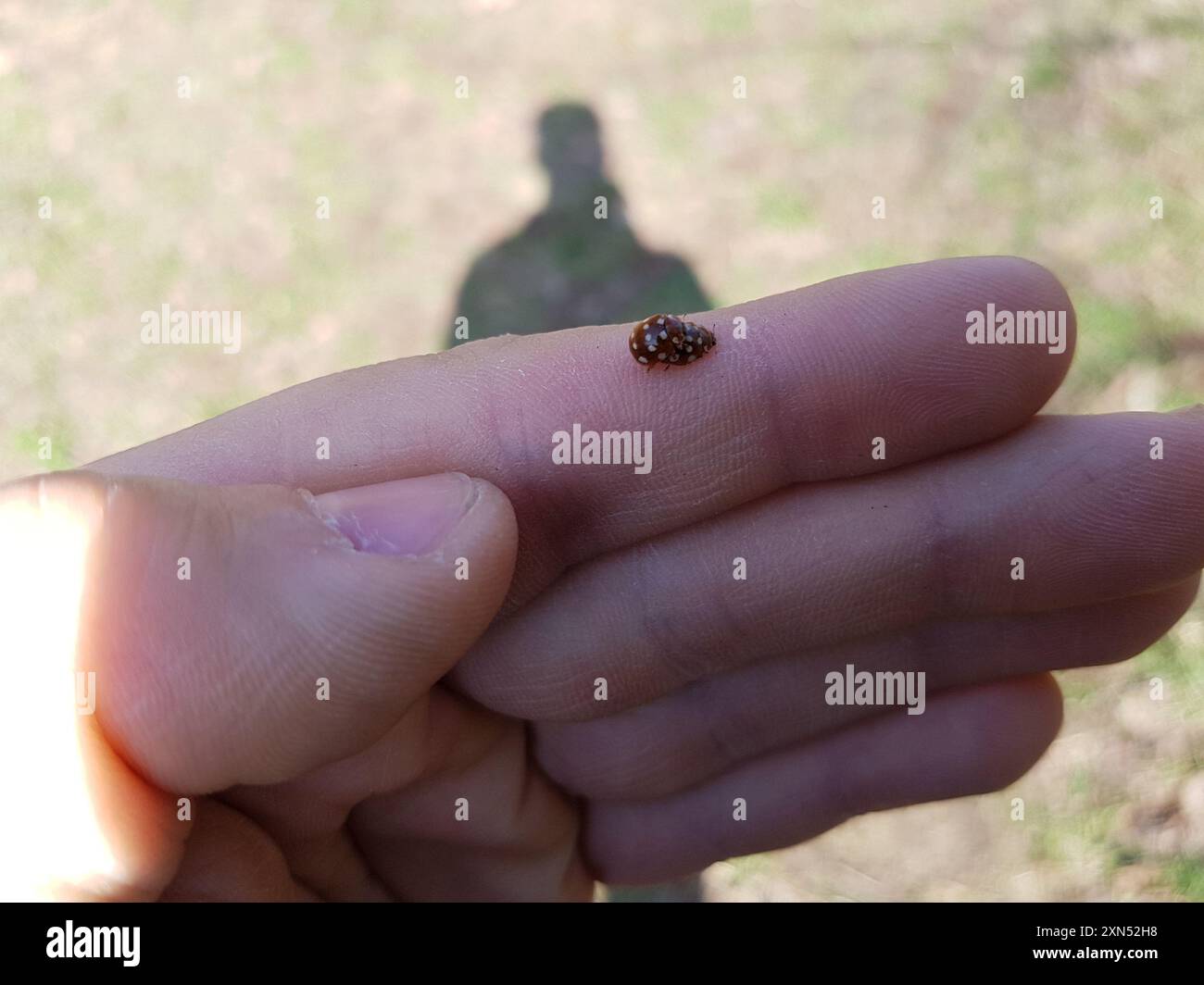 Cream-spotted Ladybird (Calvia quatuordecimguttata) Insecta Stock Photo ...