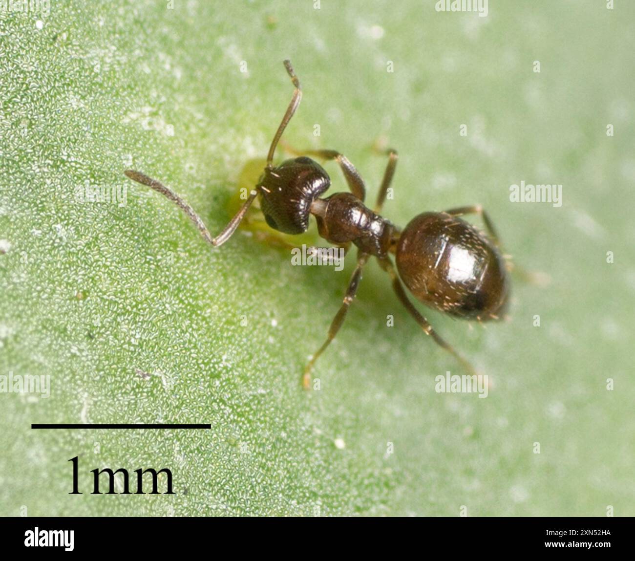 Brachymyrmex patagonicus hi-res stock photography and images - Alamy
