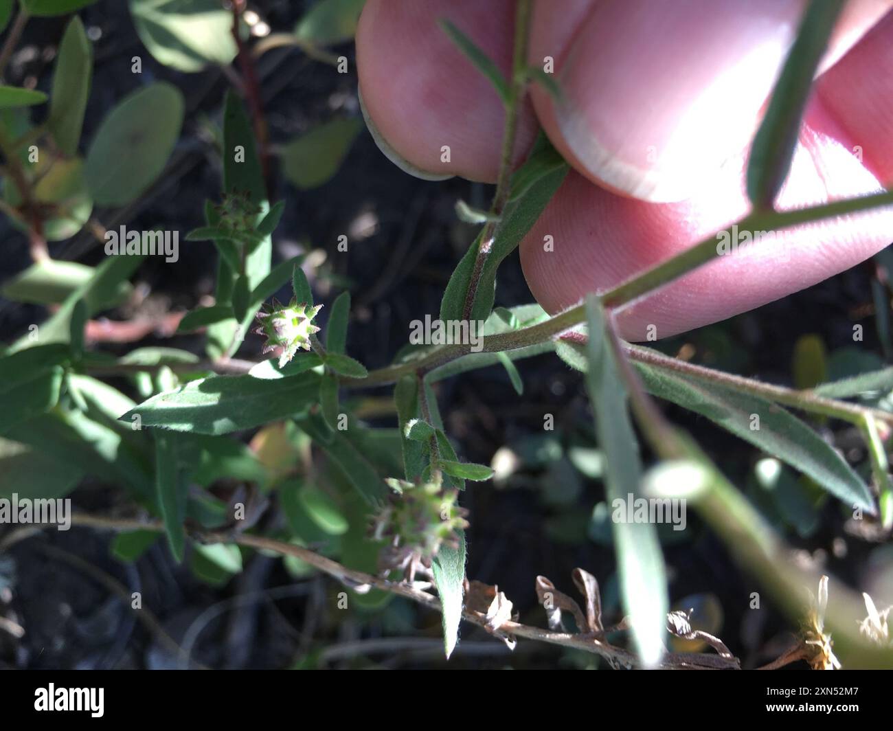 asters and allies (Astereae) Plantae Stock Photo - Alamy