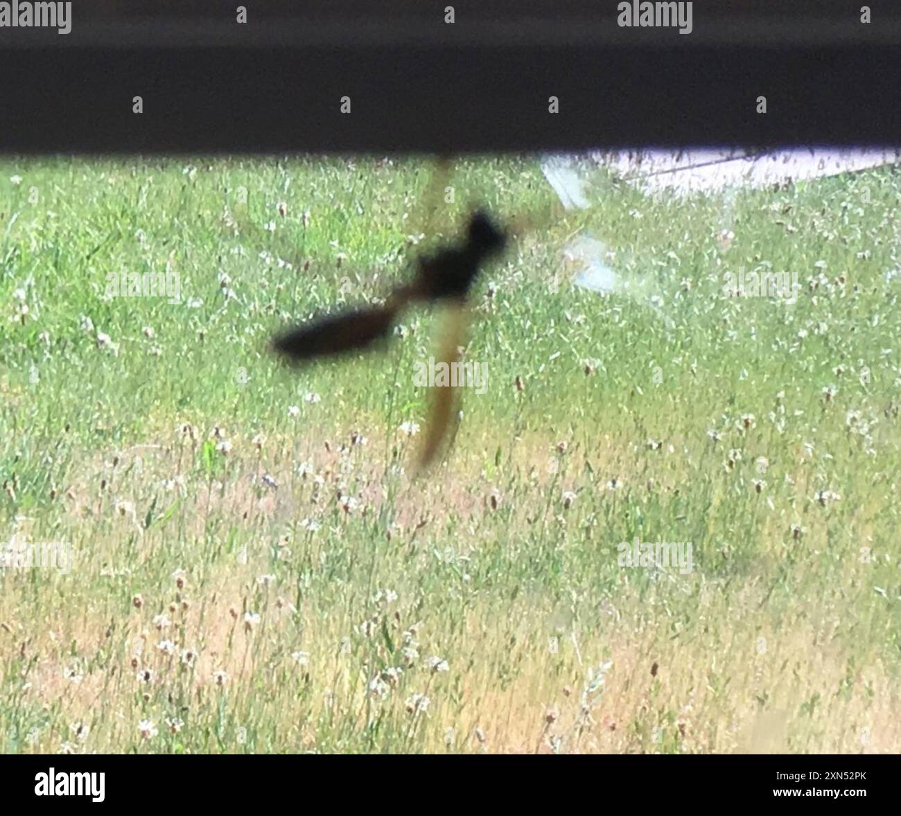 Paper Wasps (Polistinae) Insecta Stock Photo - Alamy