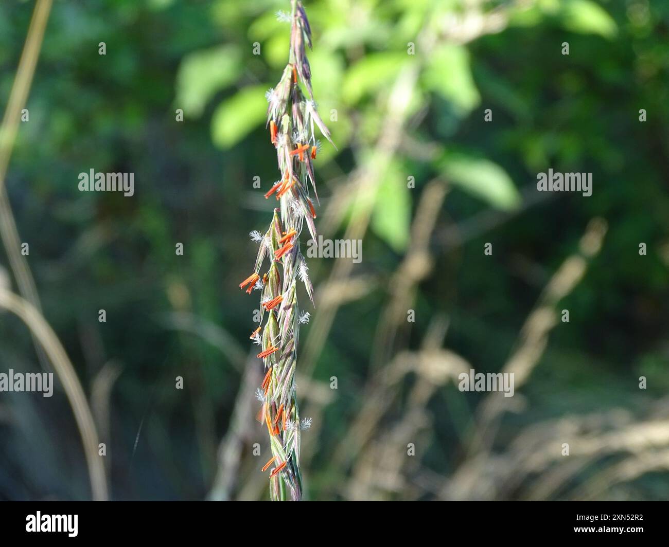 Sideoats Grama (Bouteloua curtipendula) Plantae Stock Photo - Alamy