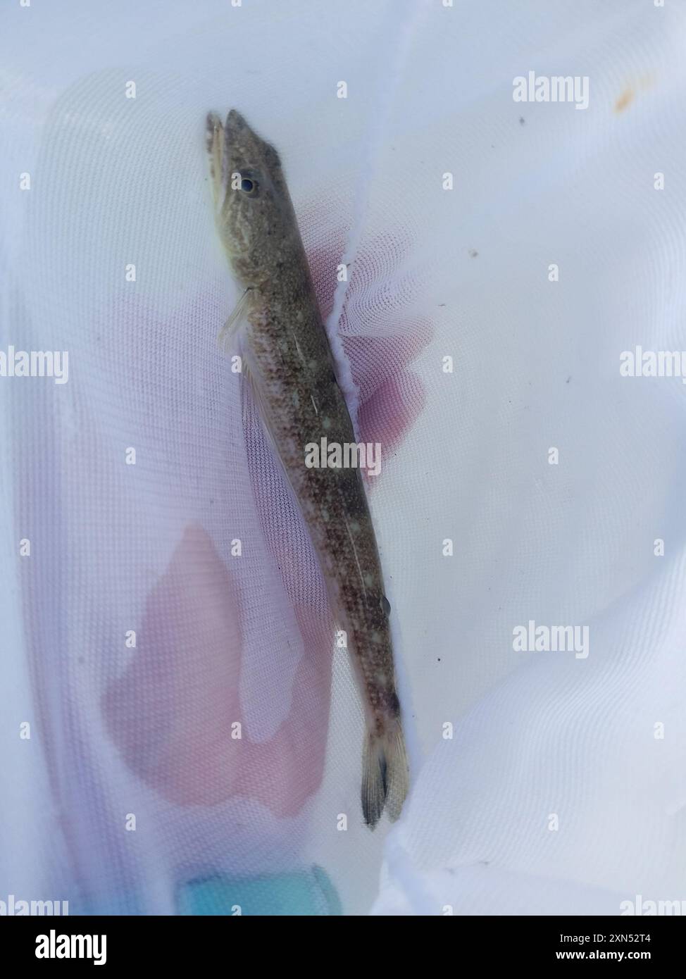 Inshore lizardfish hi-res stock photography and images - Alamy