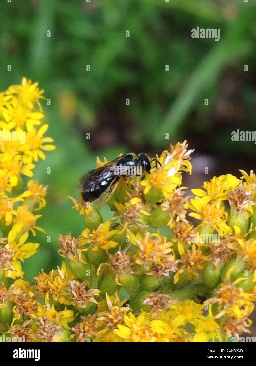 Metallic Sweat Bees (Dialictus) Insecta Stock Photo - Alamy