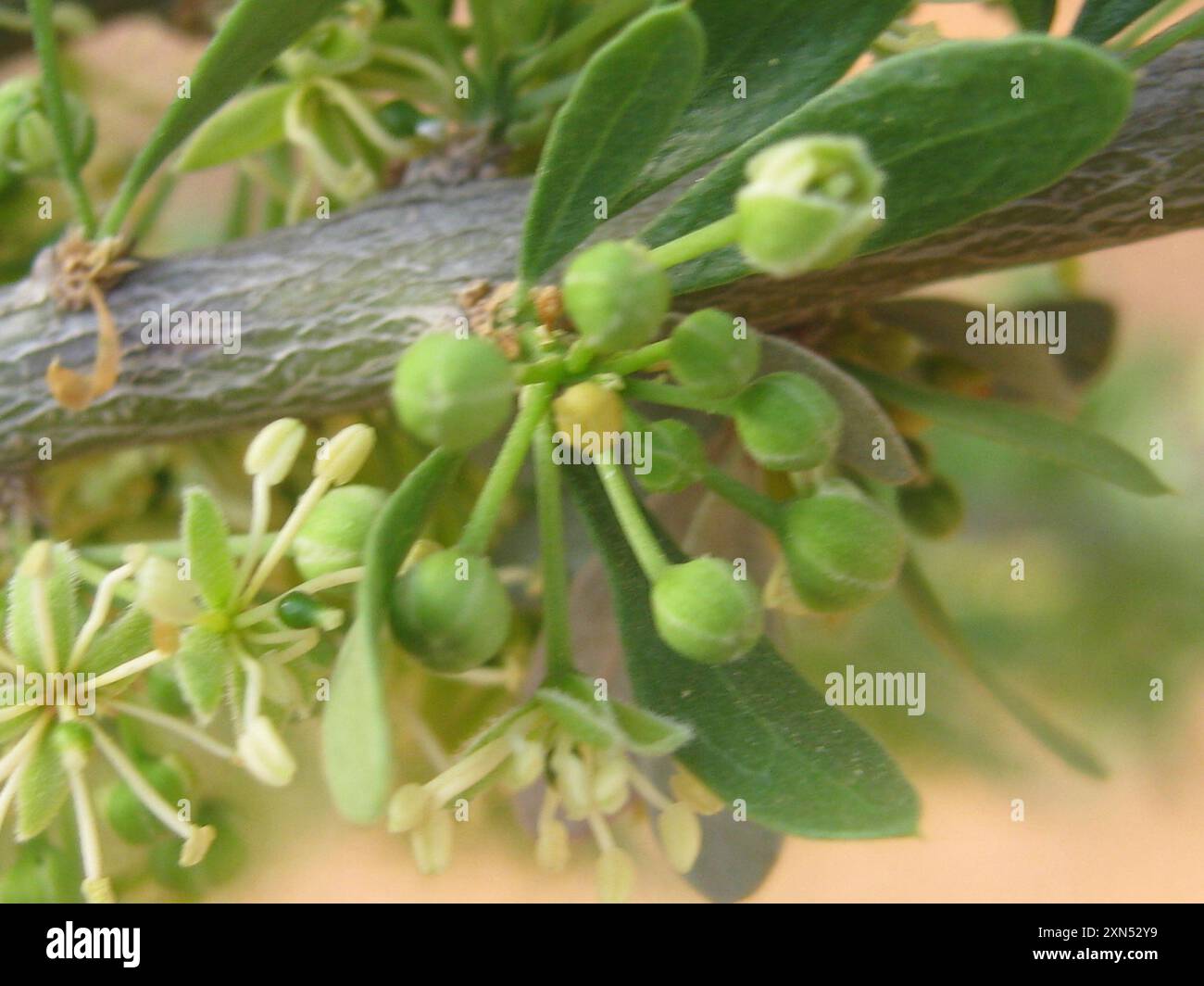 Stink Shepherdstree (Boscia foetida) Plantae Stock Photo - Alamy