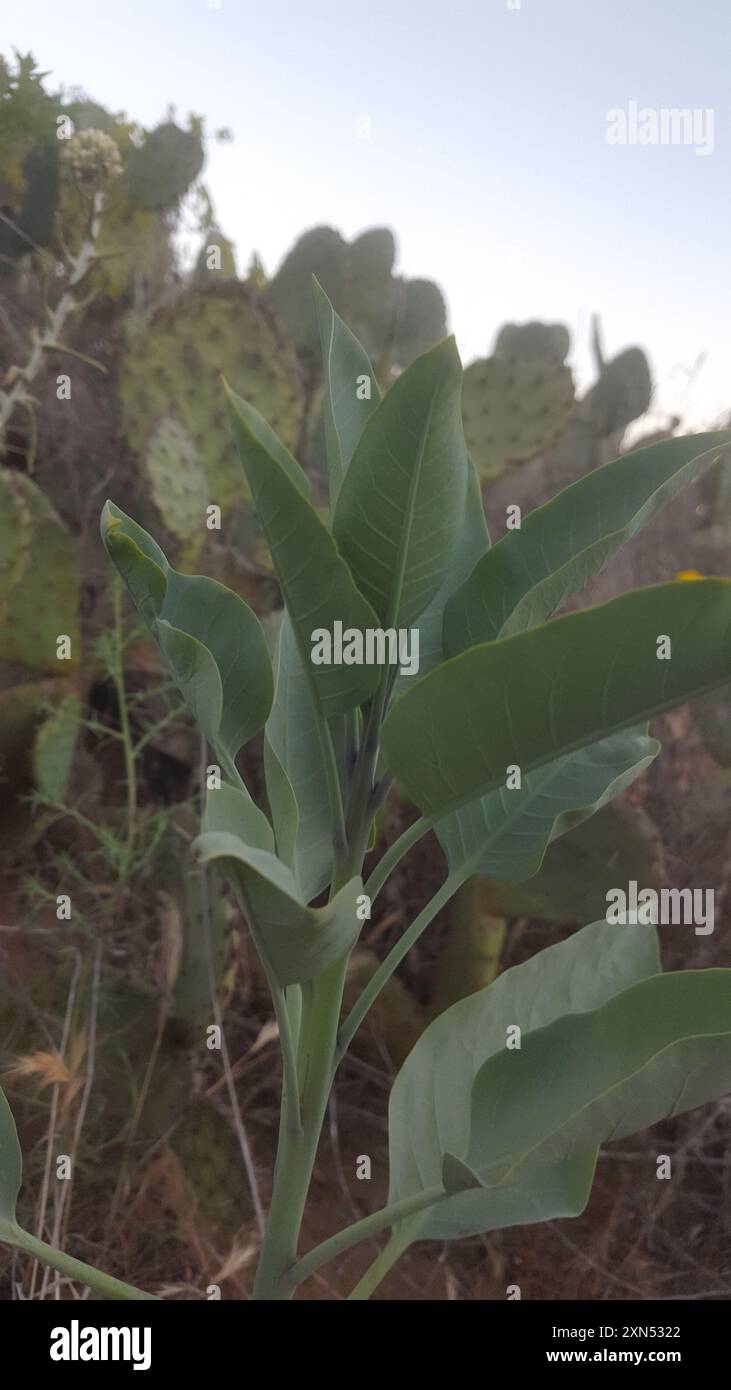 tree tobacco (Nicotiana glauca) Plantae Stock Photo - Alamy