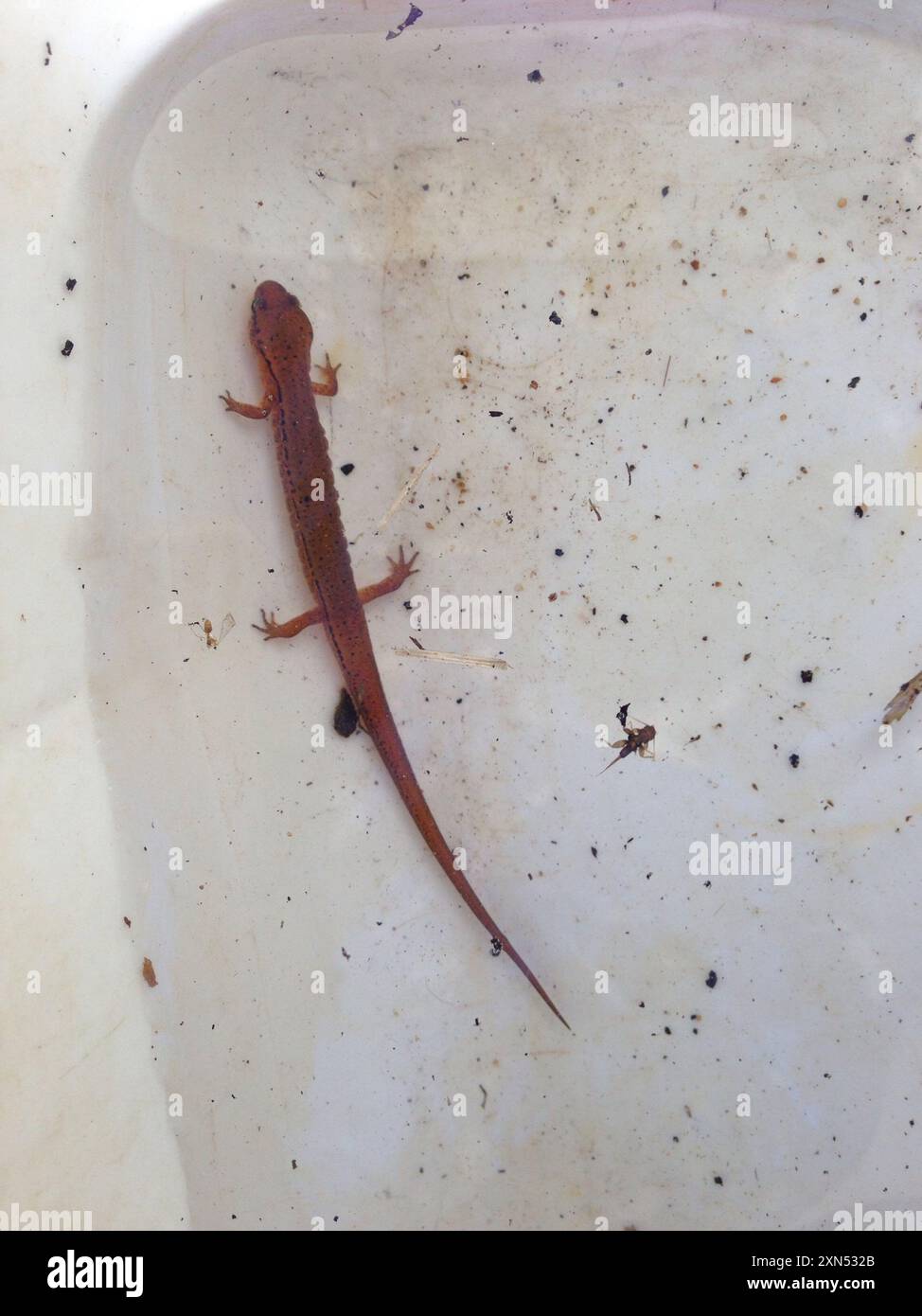 Blue Ridge Two-lined Salamander (Eurycea wilderae) Amphibia Stock Photo ...