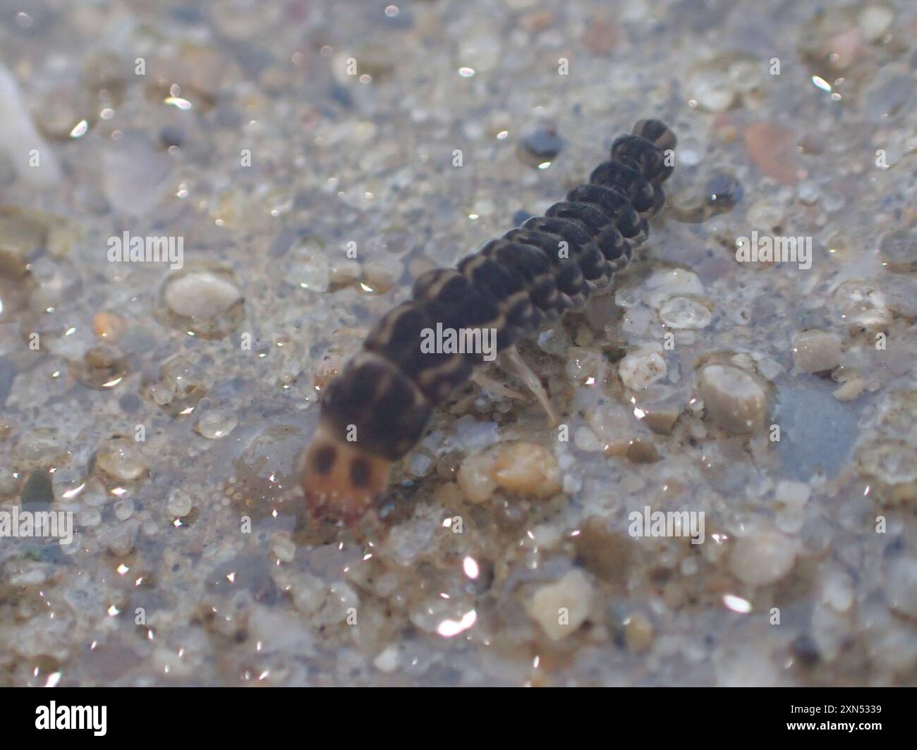 Soldier Beetles (Cantharidae) Insecta Stock Photo - Alamy