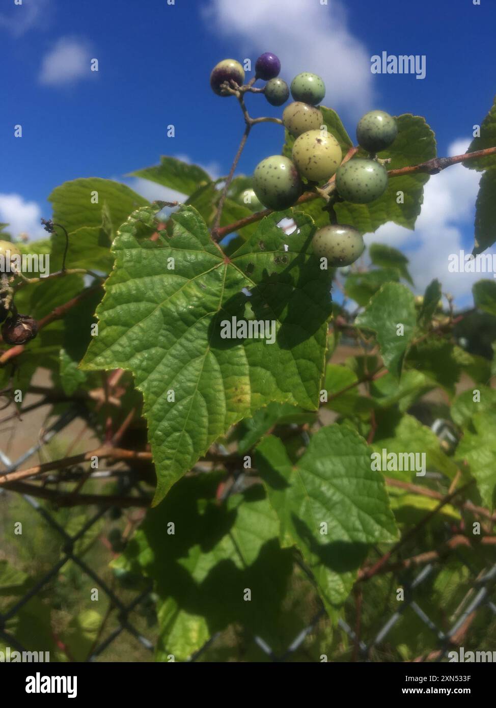 Porcelain Berry (Ampelopsis glandulosa) Plantae Stock Photo - Alamy