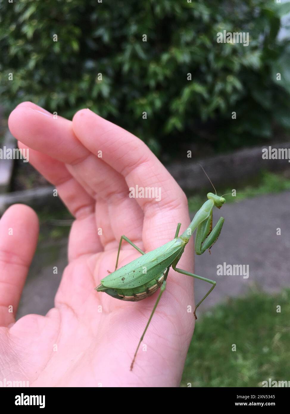 South African Mantis (Miomantis caffra) Insecta Stock Photo - Alamy