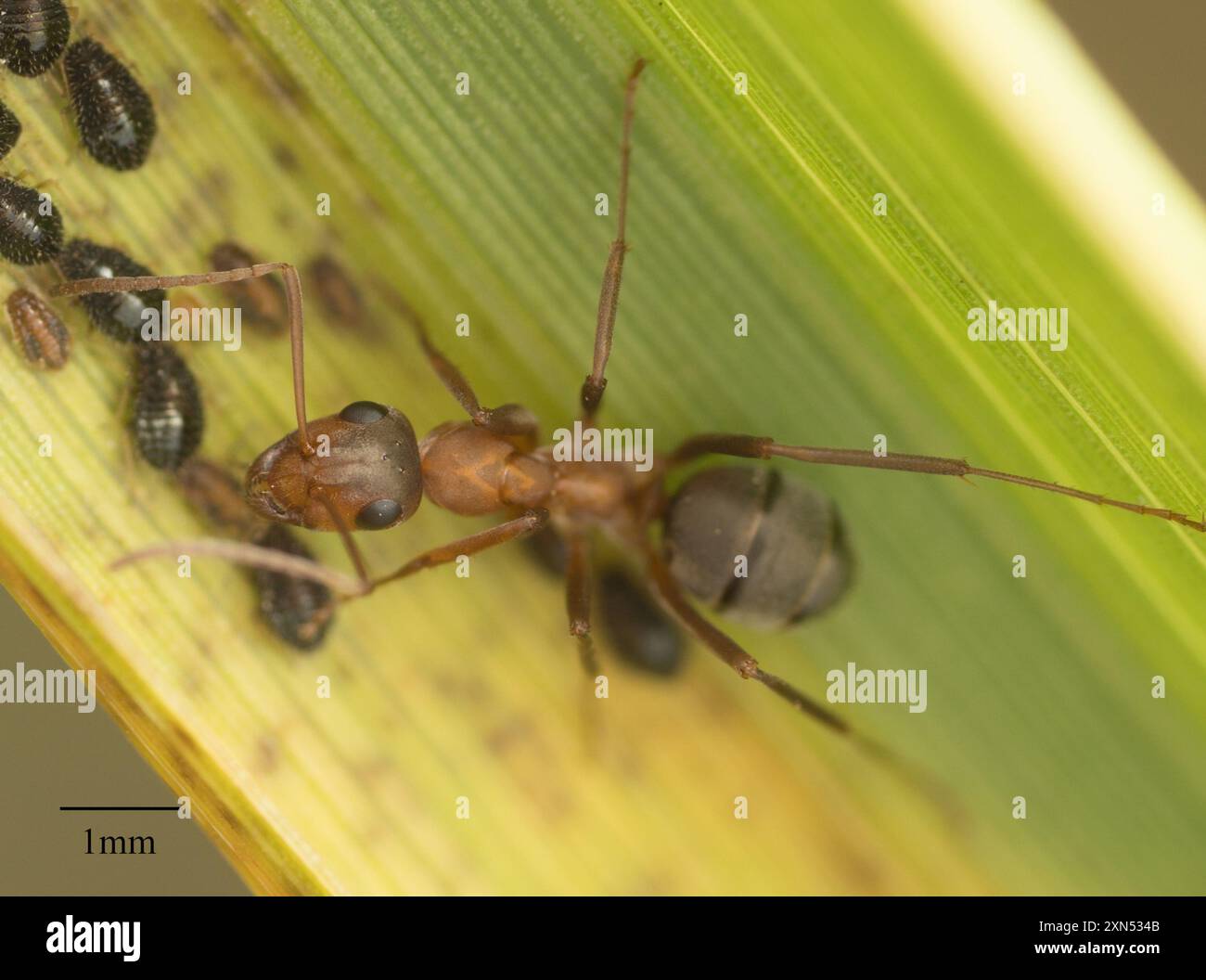 fusca-group Field Ants and Allies (Formica fusca) Insecta Stock Photo ...