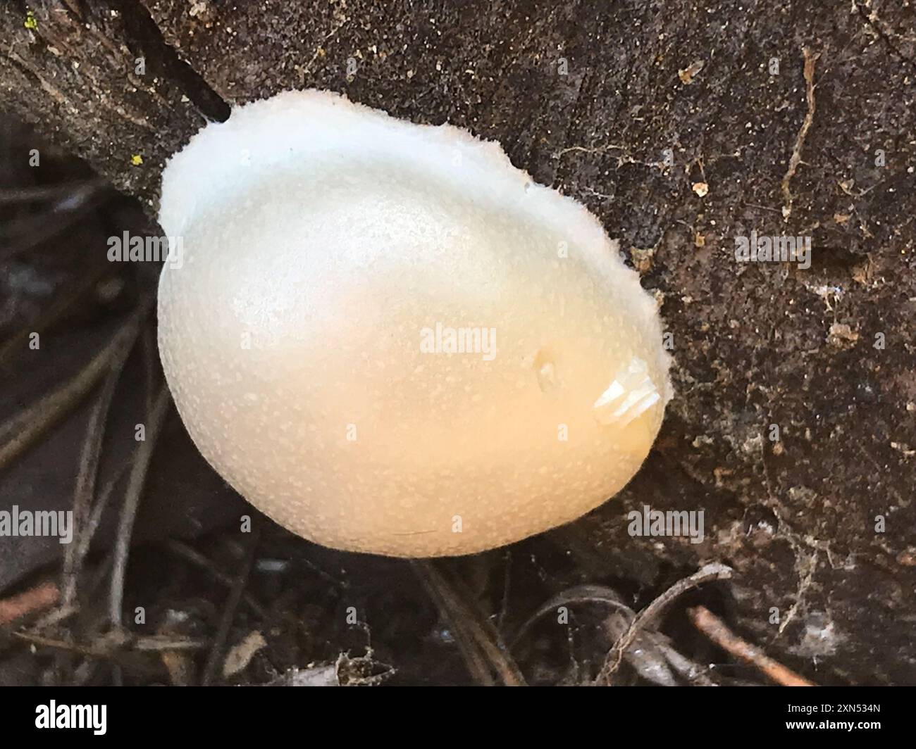False Puffball (Reticularia lycoperdon) Protozoa Stock Photo - Alamy