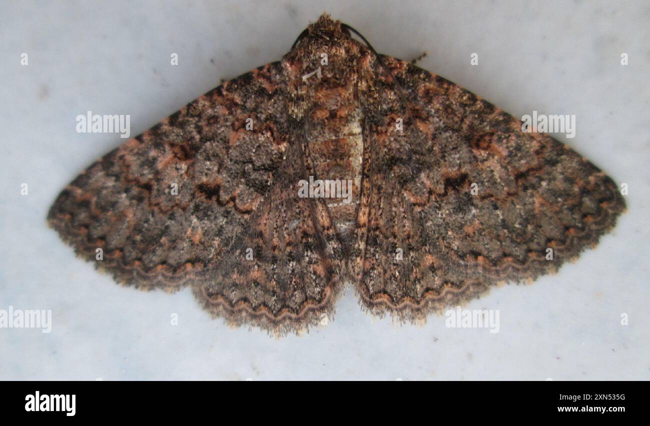 Butterflies and Moths (Lepidoptera) Insecta Stock Photo - Alamy