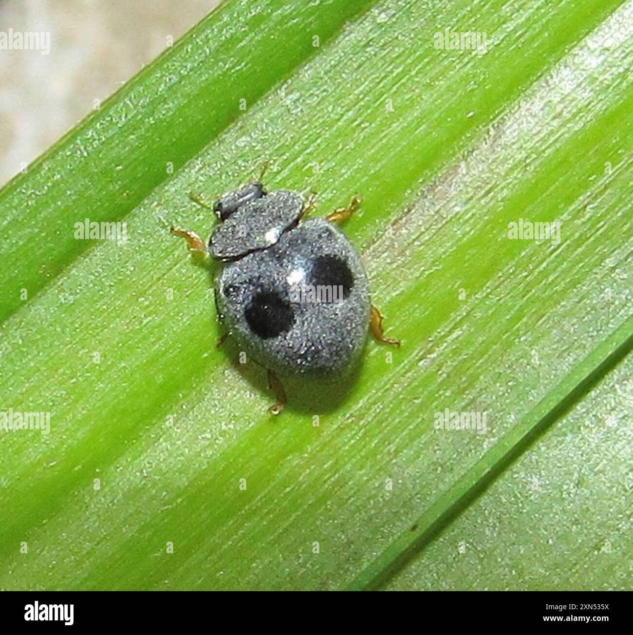 Azya hi-res stock photography and images - Alamy