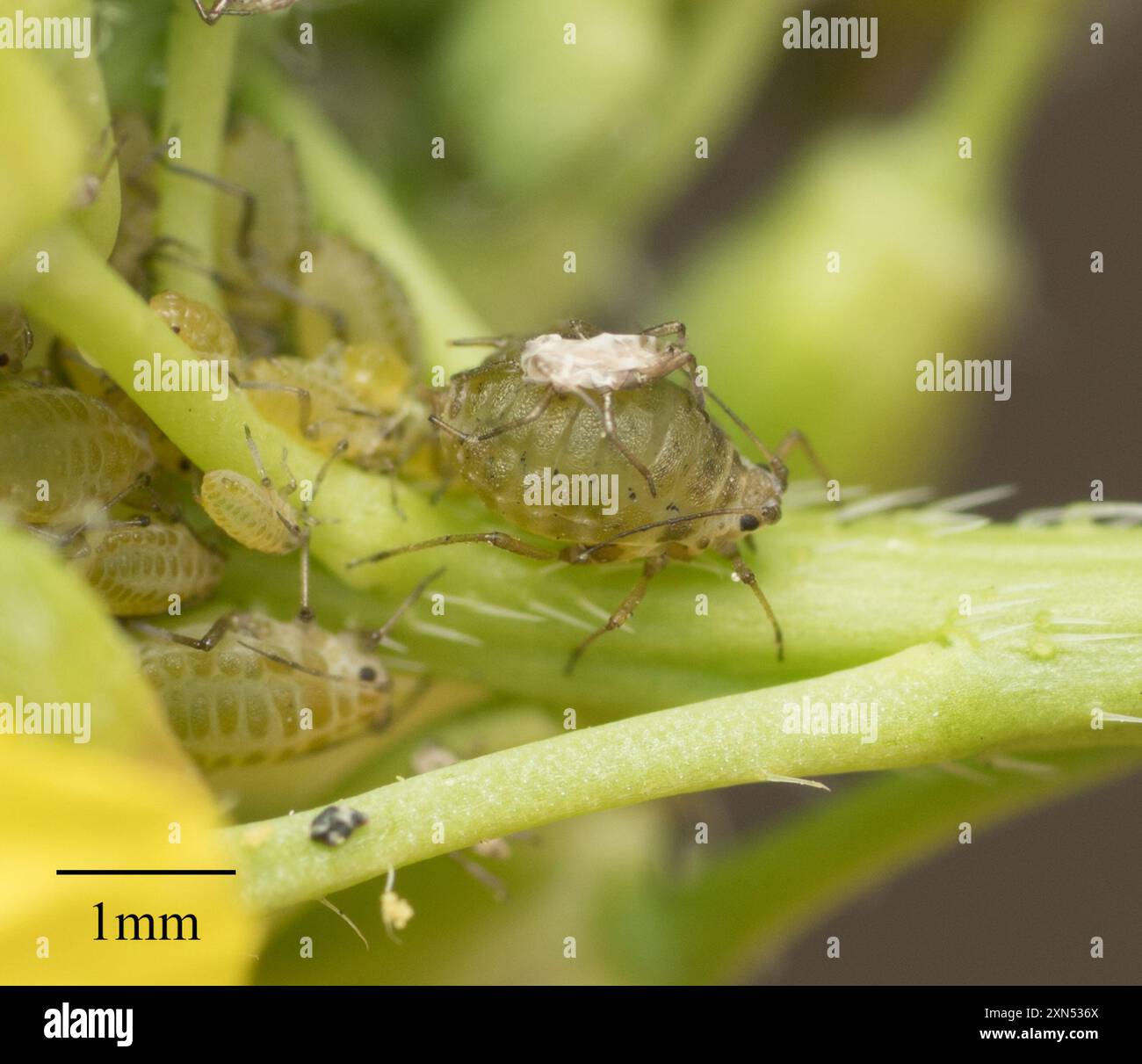 Turnip Aphid (Lipaphis pseudobrassicae) Insecta Stock Photo - Alamy