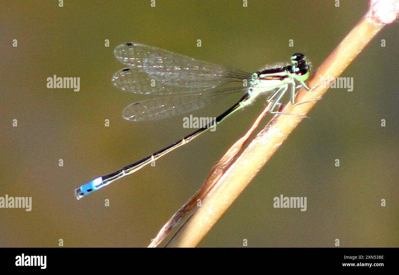 Eastern Forktail (Ischnura verticalis) Insecta Stock Photo - Alamy