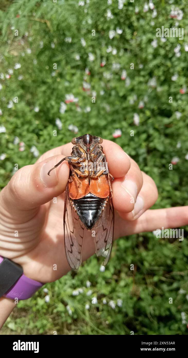 Razor Grinder (Henicopsaltria eydouxii) Insecta Stock Photo - Alamy