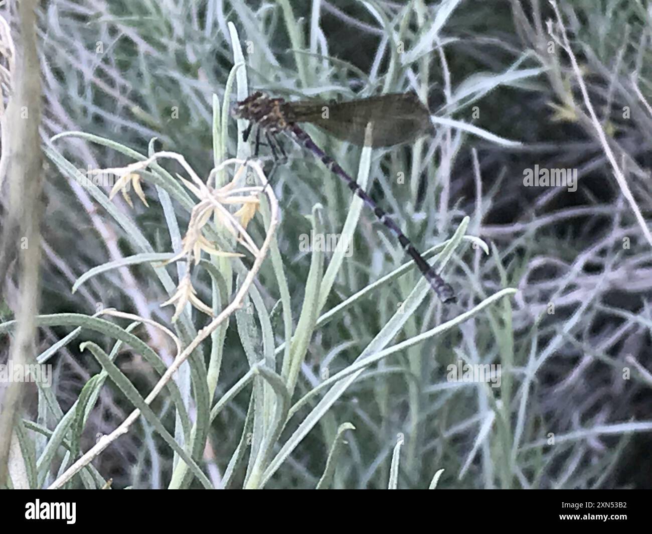 Damselflies (Zygoptera) Insecta Stock Photo - Alamy