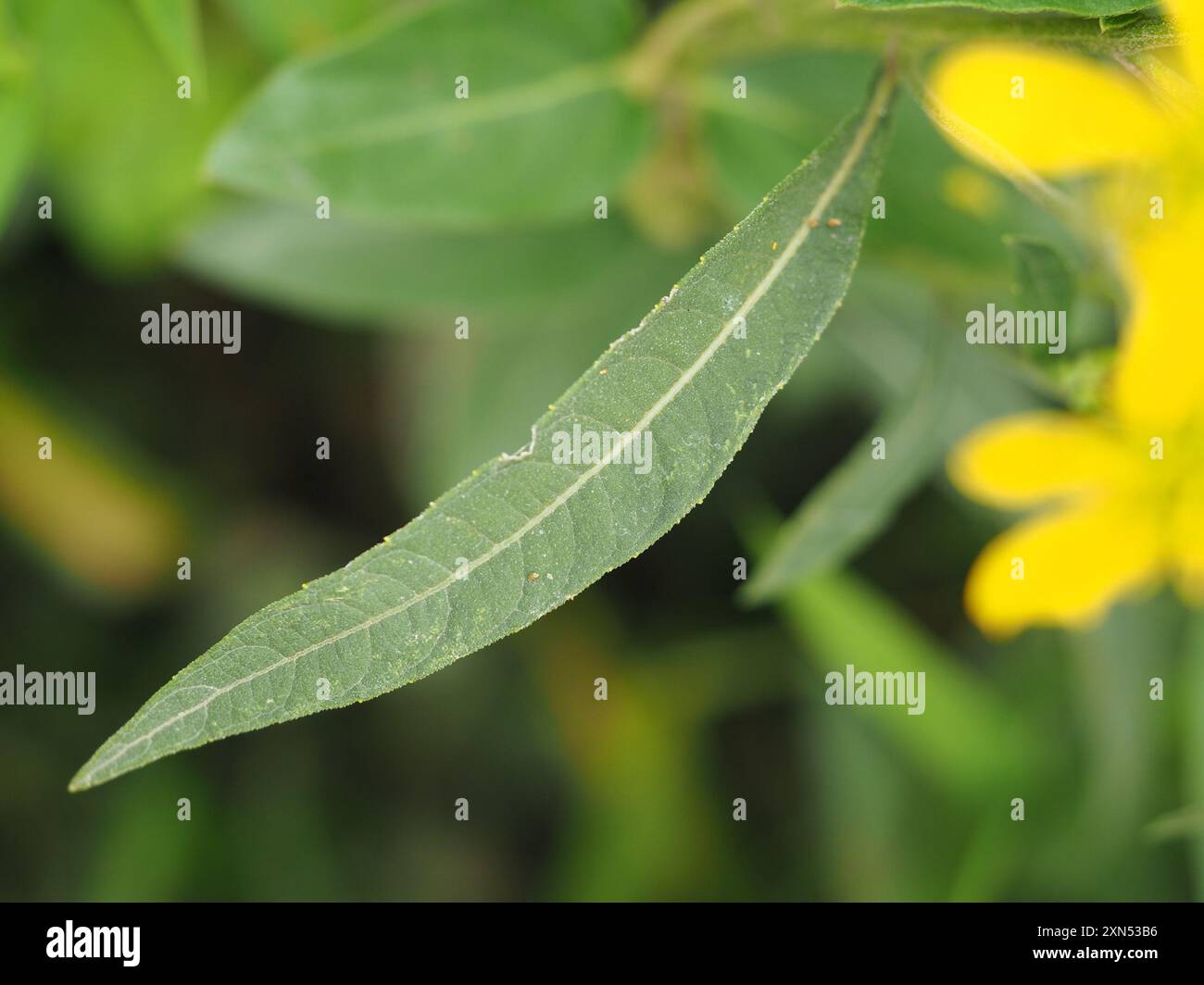 Wingstem (Verbesina alternifolia) Plantae Stock Photo - Alamy