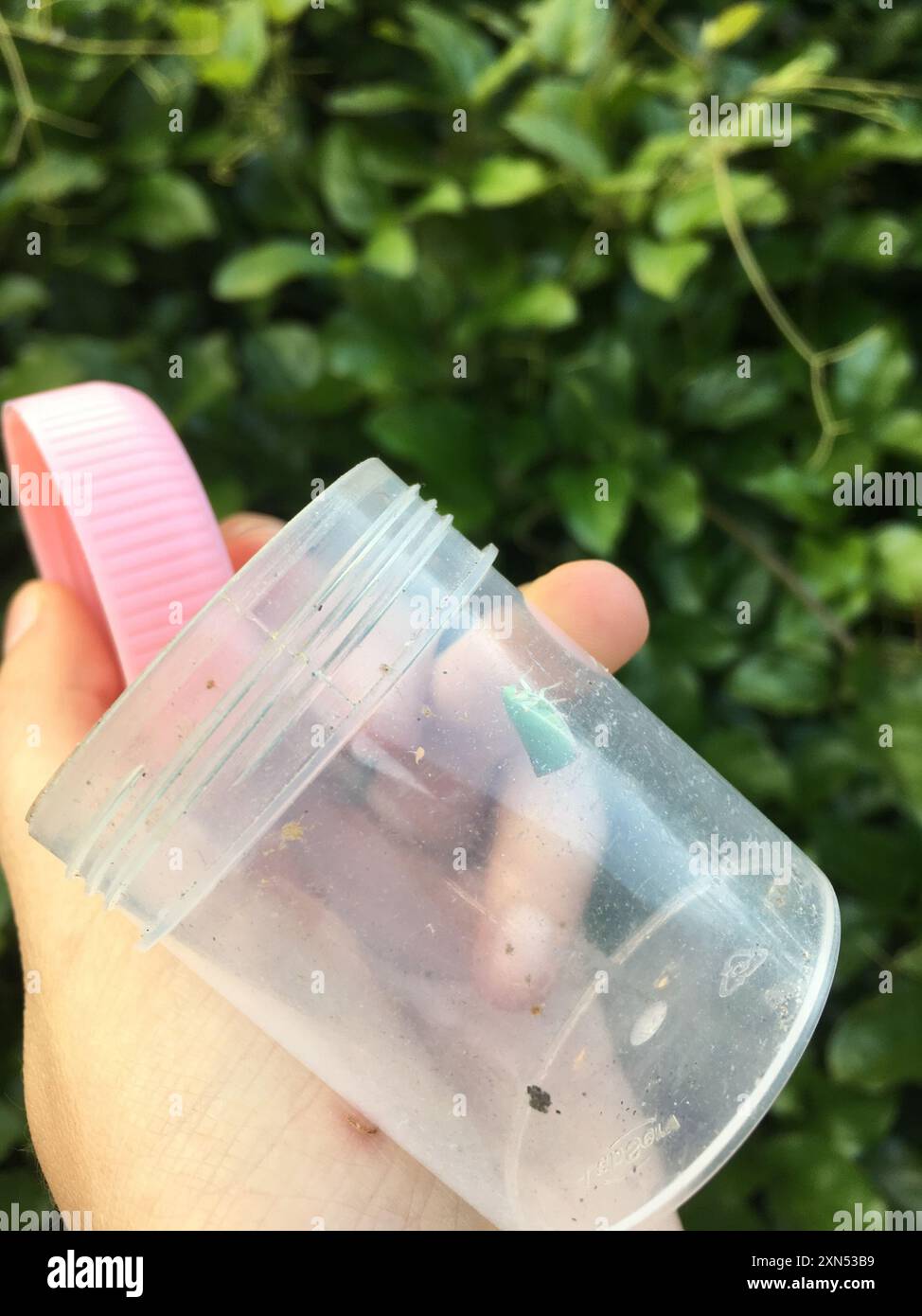 Torpedo Bug (Siphanta acuta) Insecta Stock Photo - Alamy