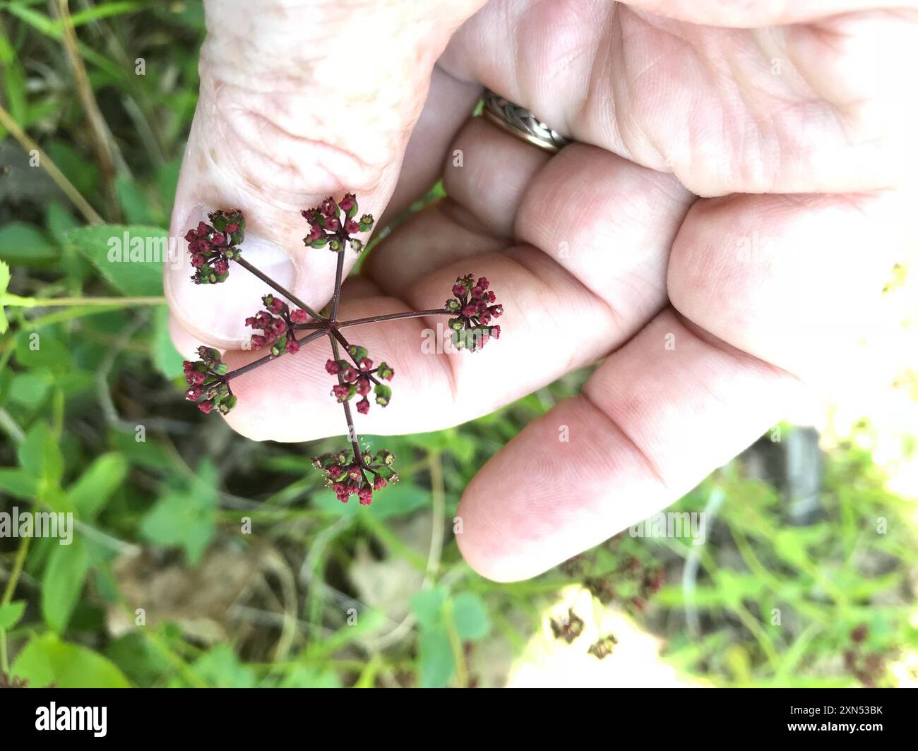 purple meadow-parsnip (Thaspium trifoliatum trifoliatum) Plantae Stock ...