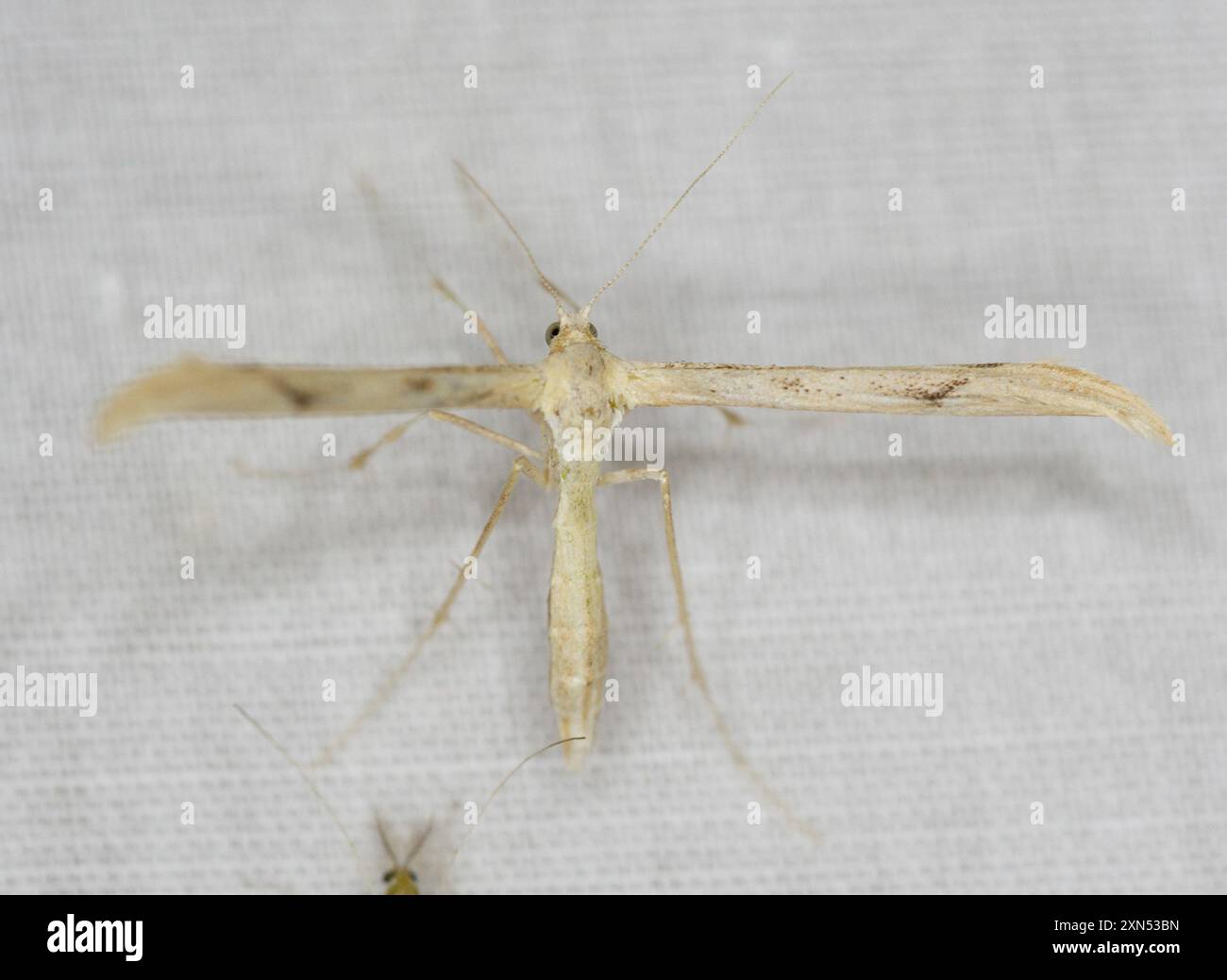 Plume Moths (Pterophoridae) Insecta Stock Photo - Alamy