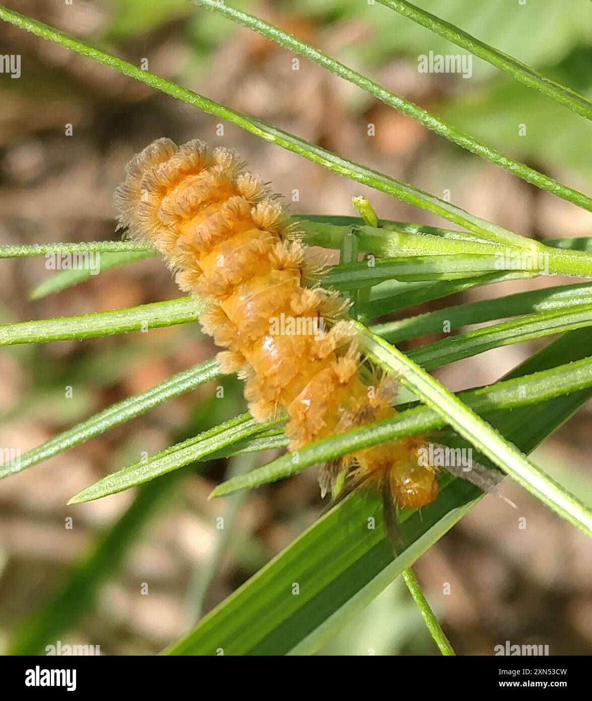 Unexpected Cycnia Moth (Cycnia collaris) Insecta Stock Photo - Alamy
