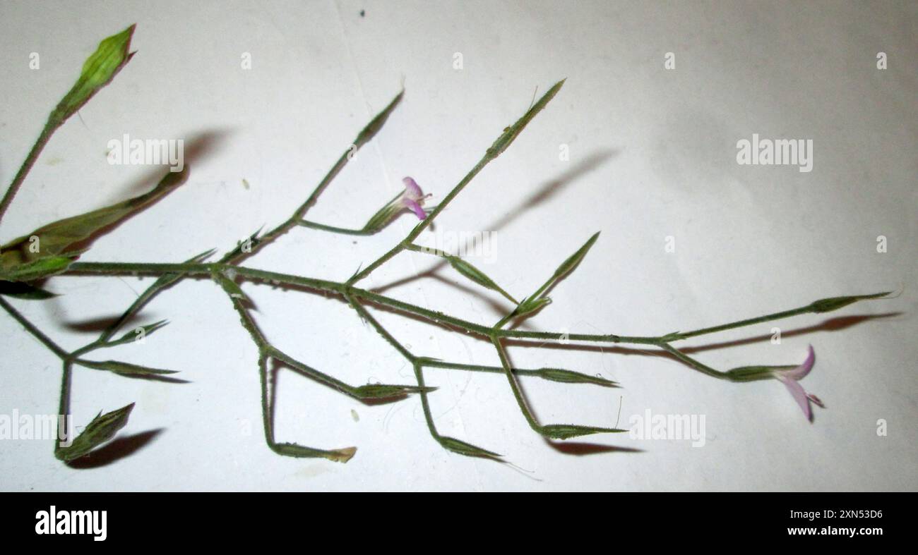 Panicled Foldwing (Dicliptera paniculata) Plantae Stock Photo - Alamy
