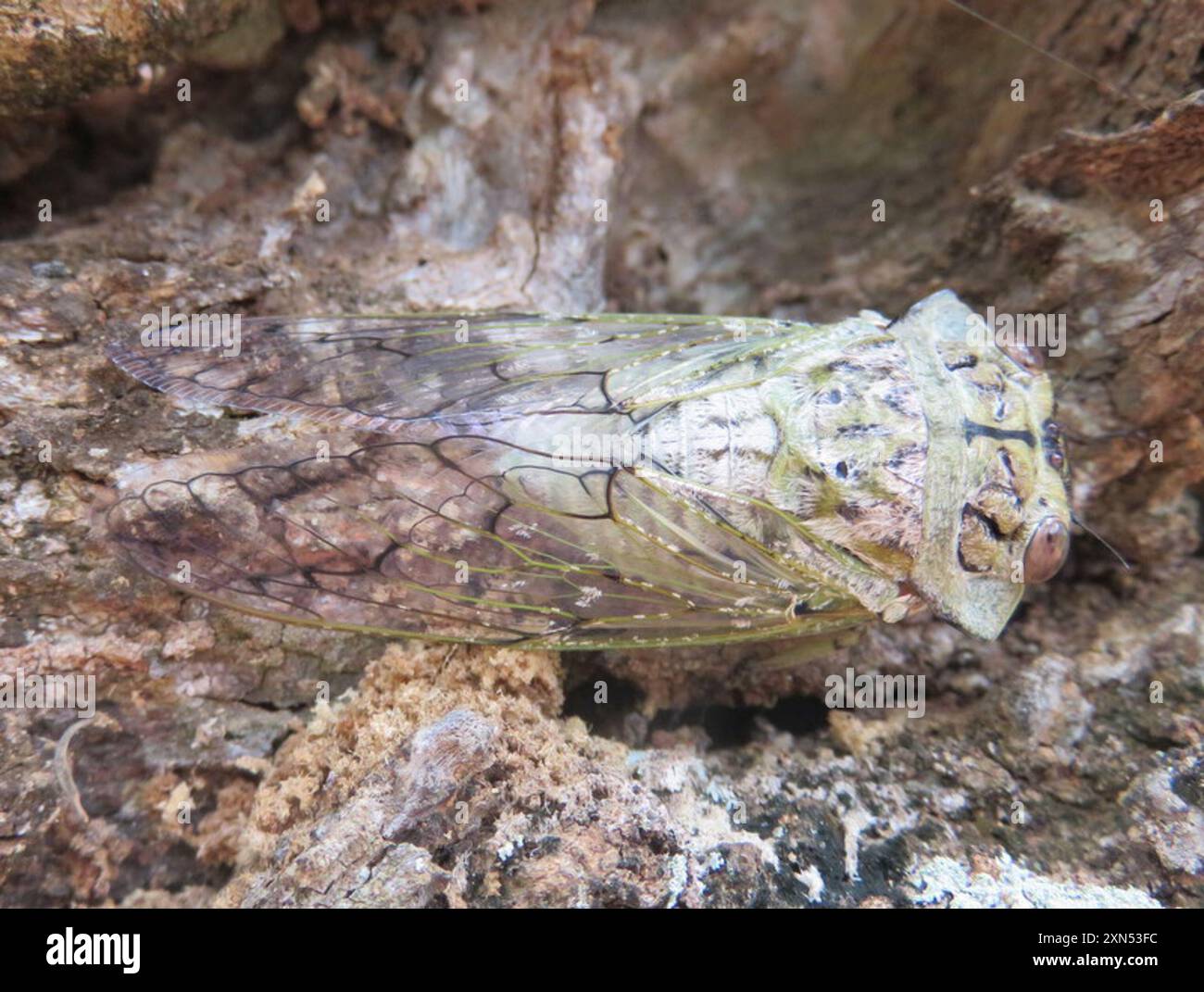 Coastal Sharpcollar Cicada (Oxypleura lenihani) Insecta Stock Photo - Alamy