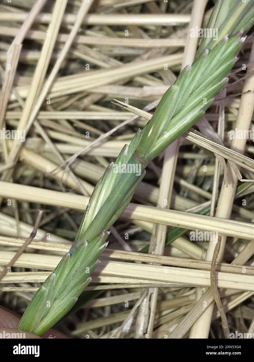 Tall Wheat Grass (Thinopyrum obtusiflorum) Plantae Stock Photo - Alamy