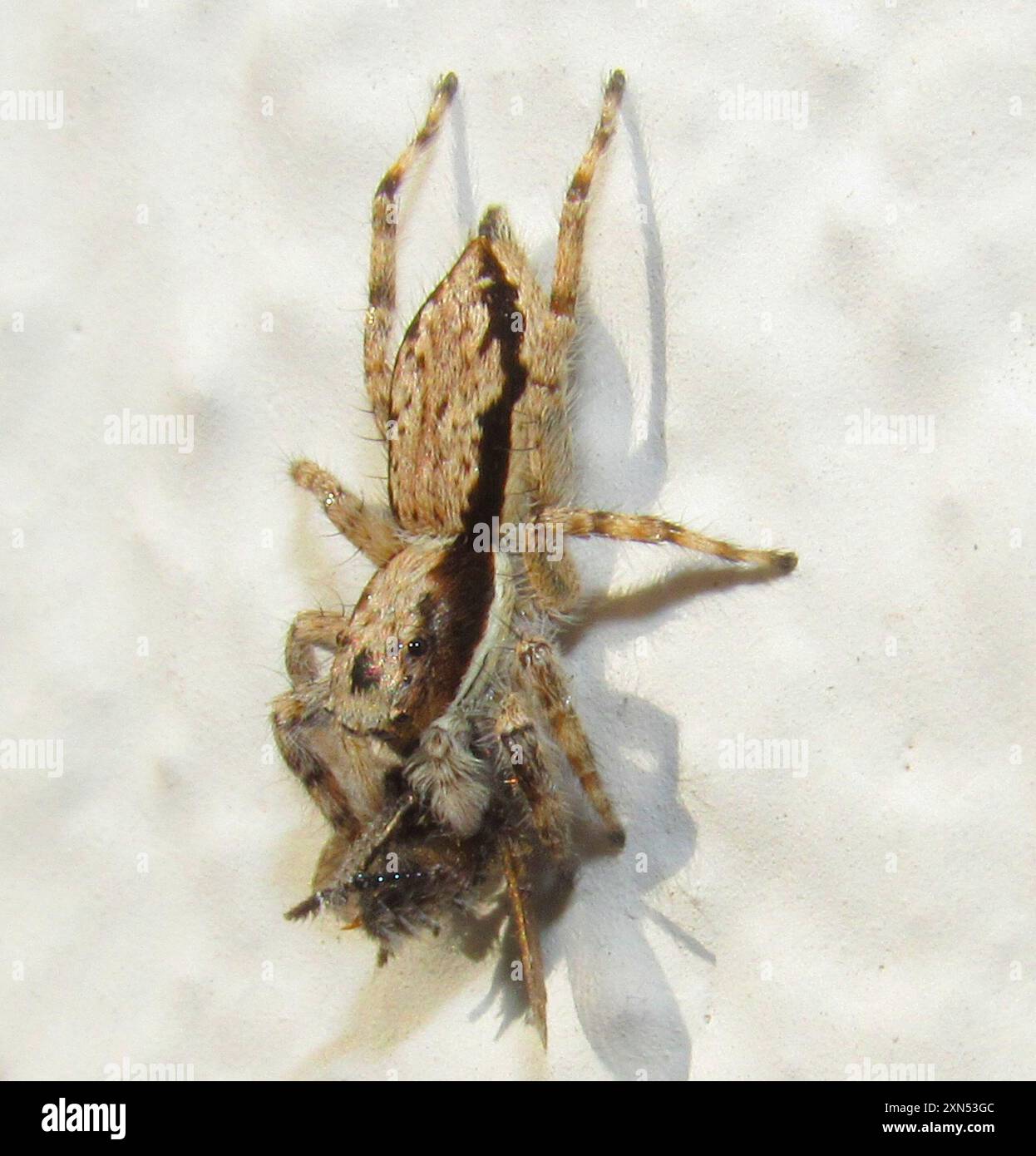 Gray Wall Jumping Spider (Menemerus bivittatus) Arachnida Stock Photo ...