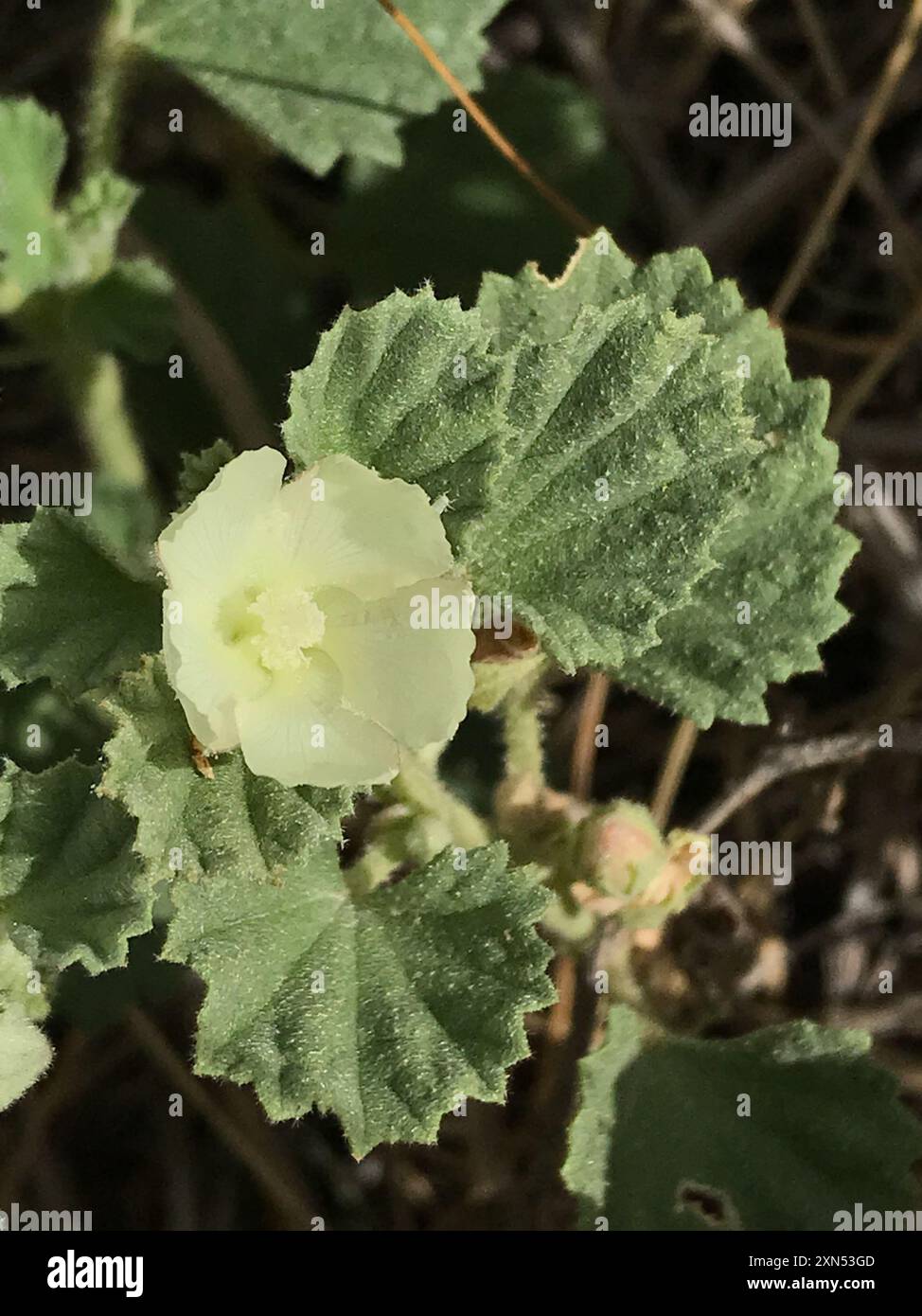 Alkali mallow malvella leprosa hi-res stock photography and images - Alamy