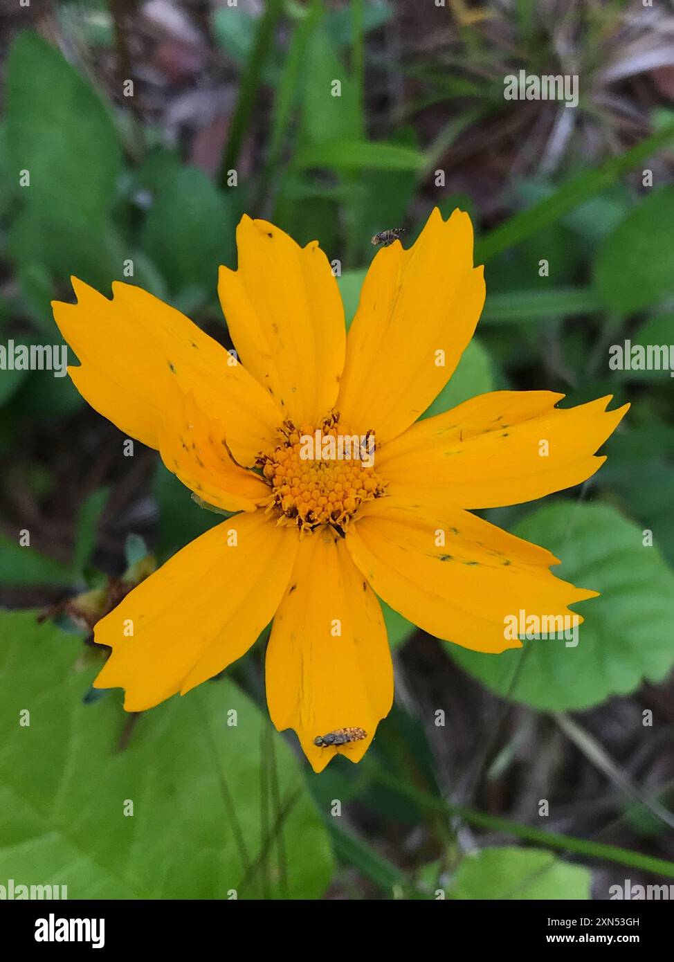 lobed coreopsis (Coreopsis auriculata) Plantae Stock Photo - Alamy
