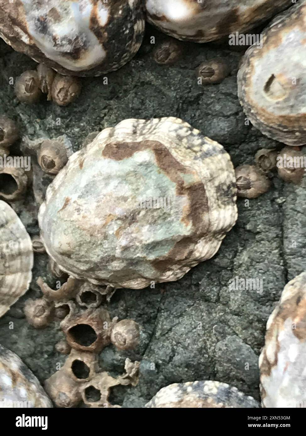 Fingered Limpet (Lottia digitalis) Mollusca Stock Photo - Alamy