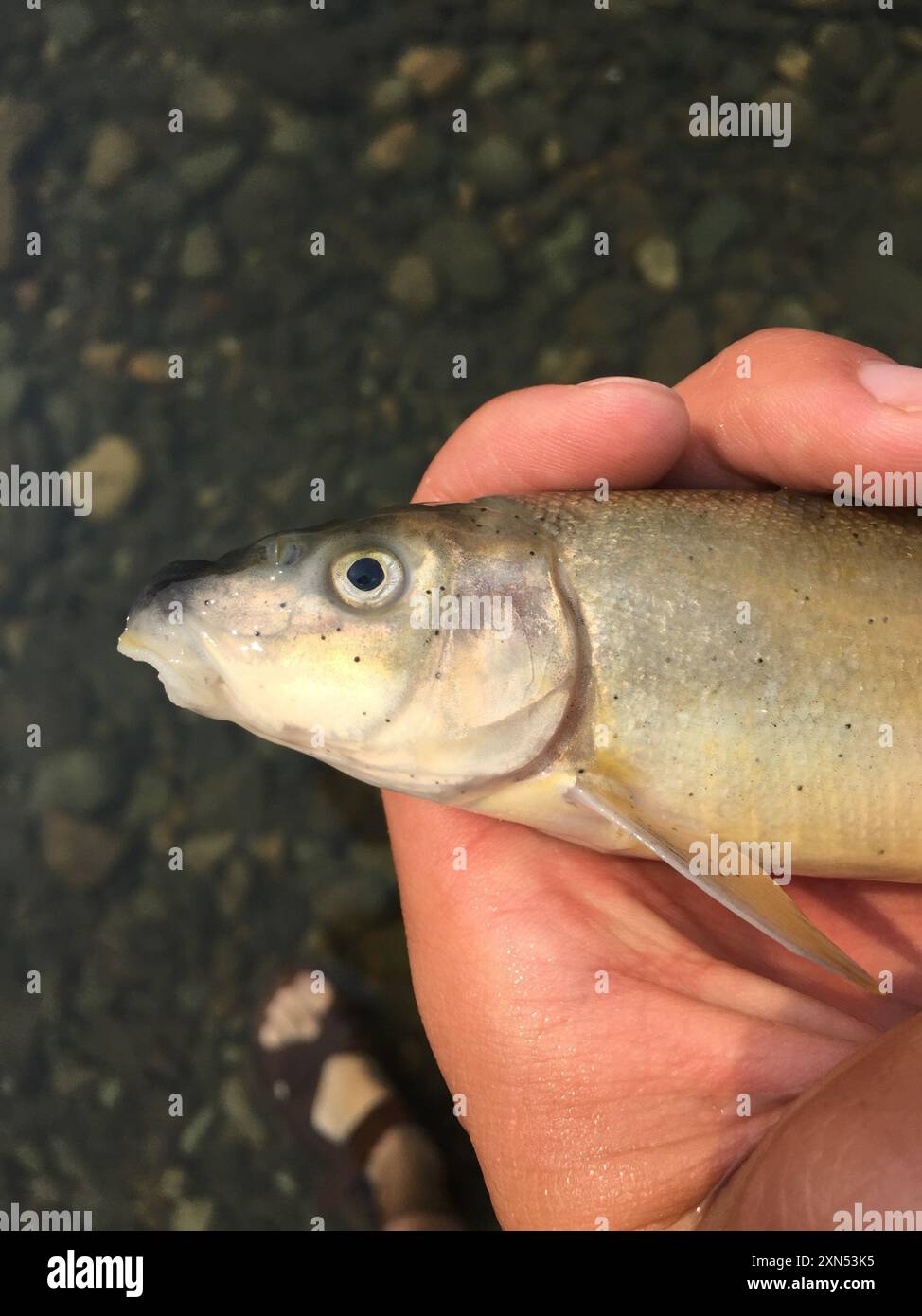 Largescale Sucker (Catostomus macrocheilus) Actinopterygii Stock Photo ...