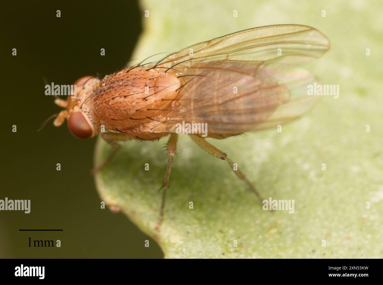 (Minettia flaveola) Insecta Stock Photo - Alamy