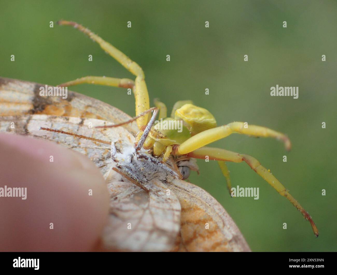 White-banded Crab Spider (Misumenoides formosipes) Arachnida Stock ...