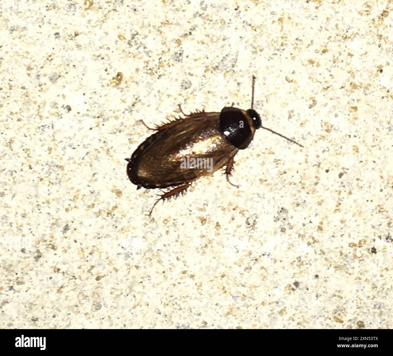 Surinam Cockroach (Pycnoscelus surinamensis) Insecta Stock Photo - Alamy