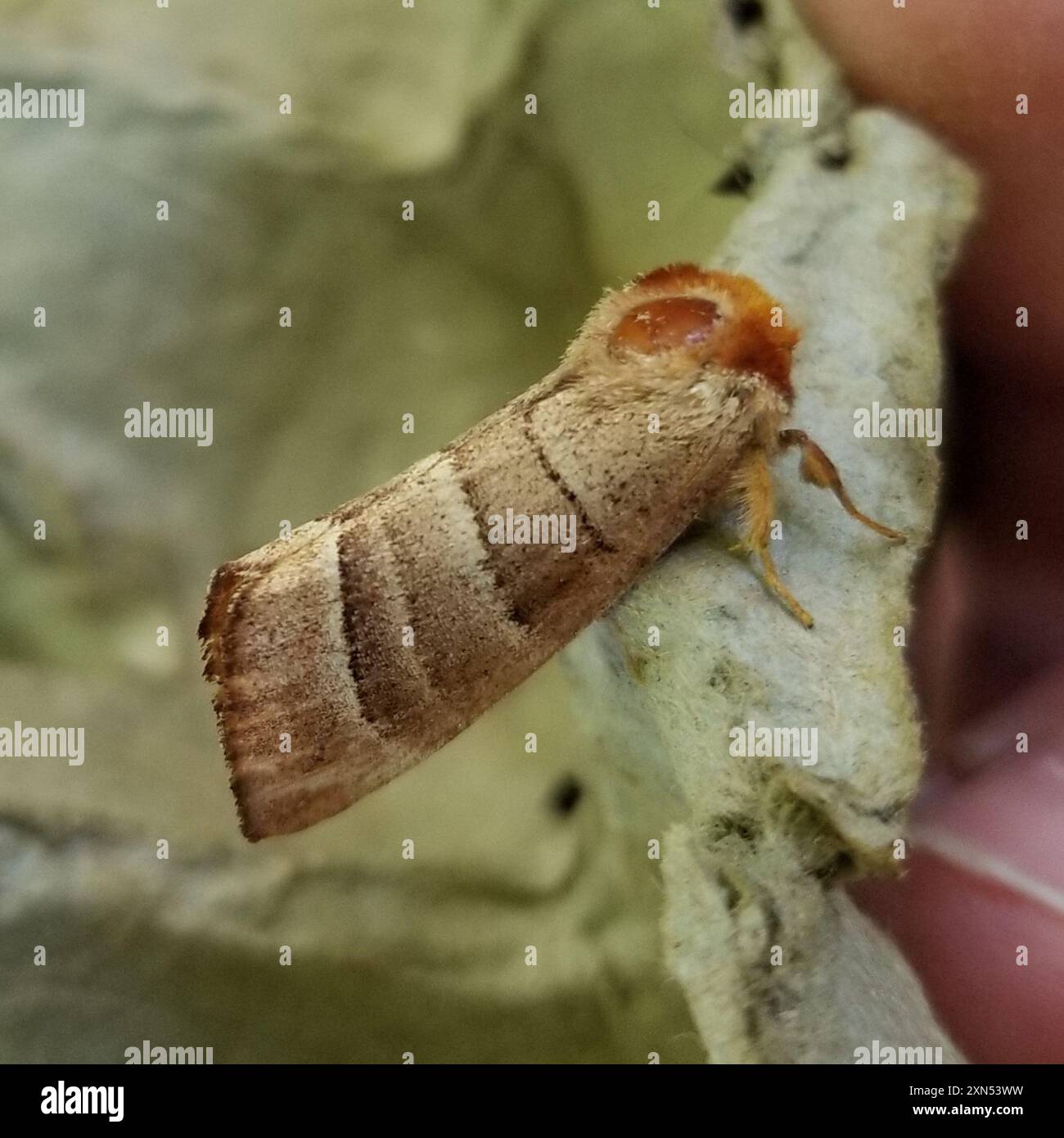 Walnut Caterpillar Moth (Datana integerrima) Insecta Stock Photo - Alamy